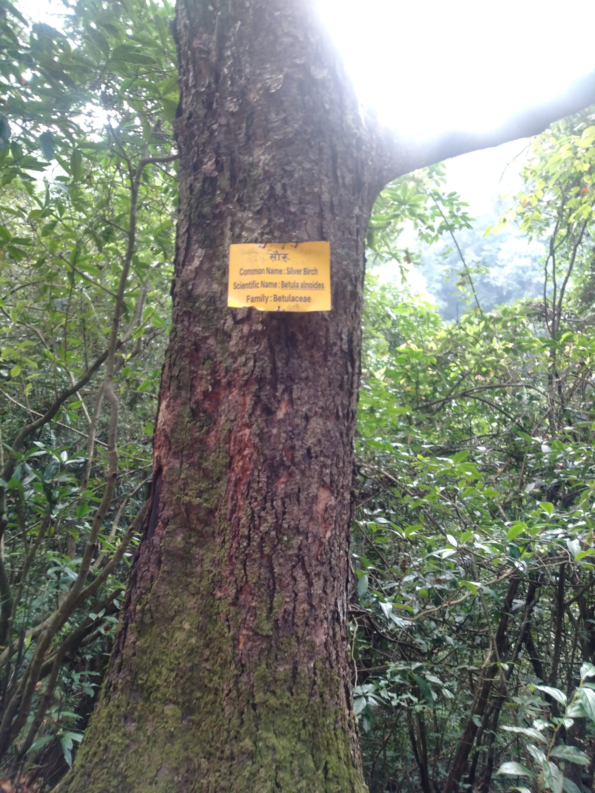 Shivapuri Tarevir: A Short Hike for Refreshment - Jhilke Hulaki