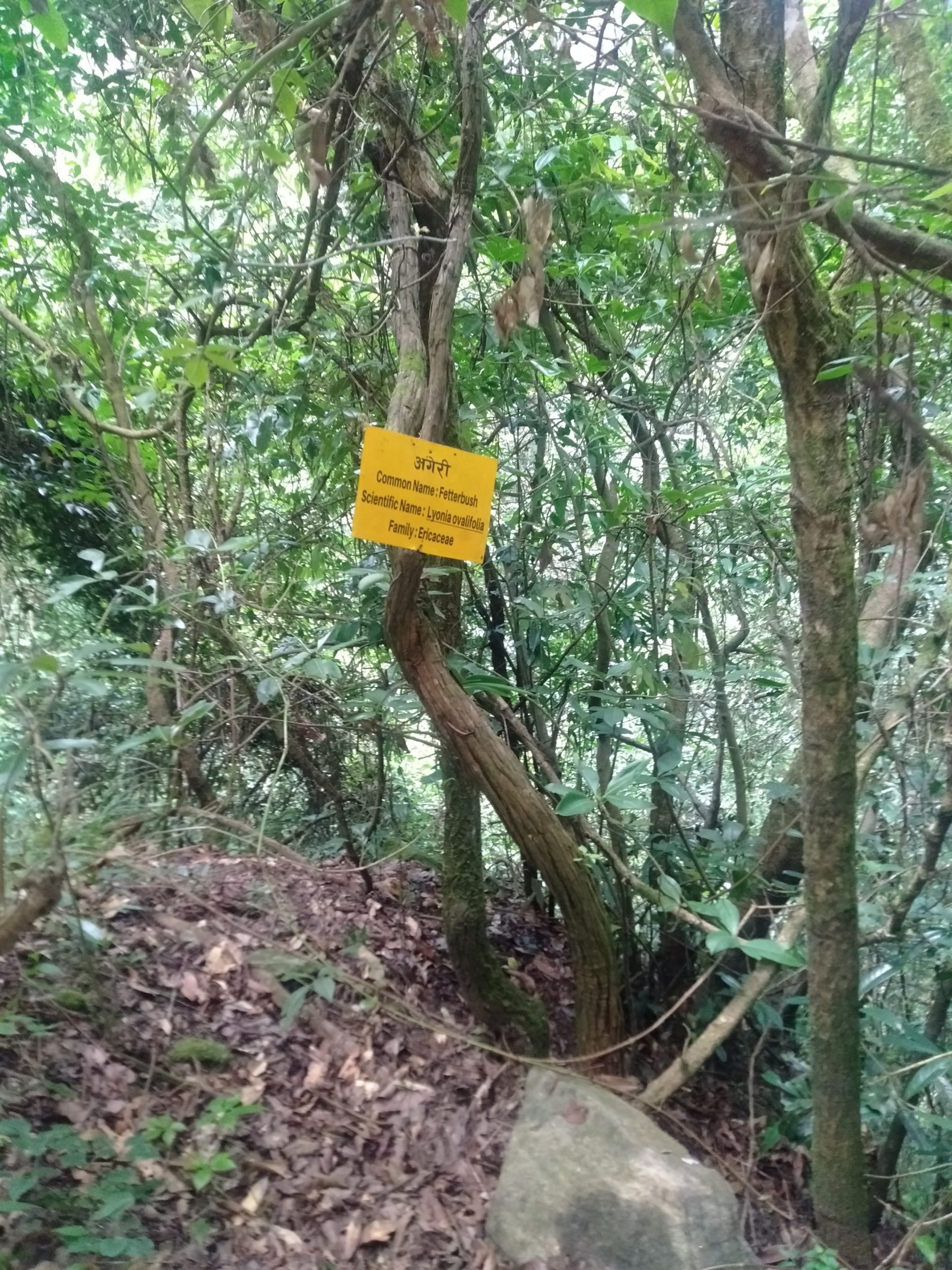 Shivapuri Tarevir: A Short Hike for Refreshment - Jhilke Hulaki