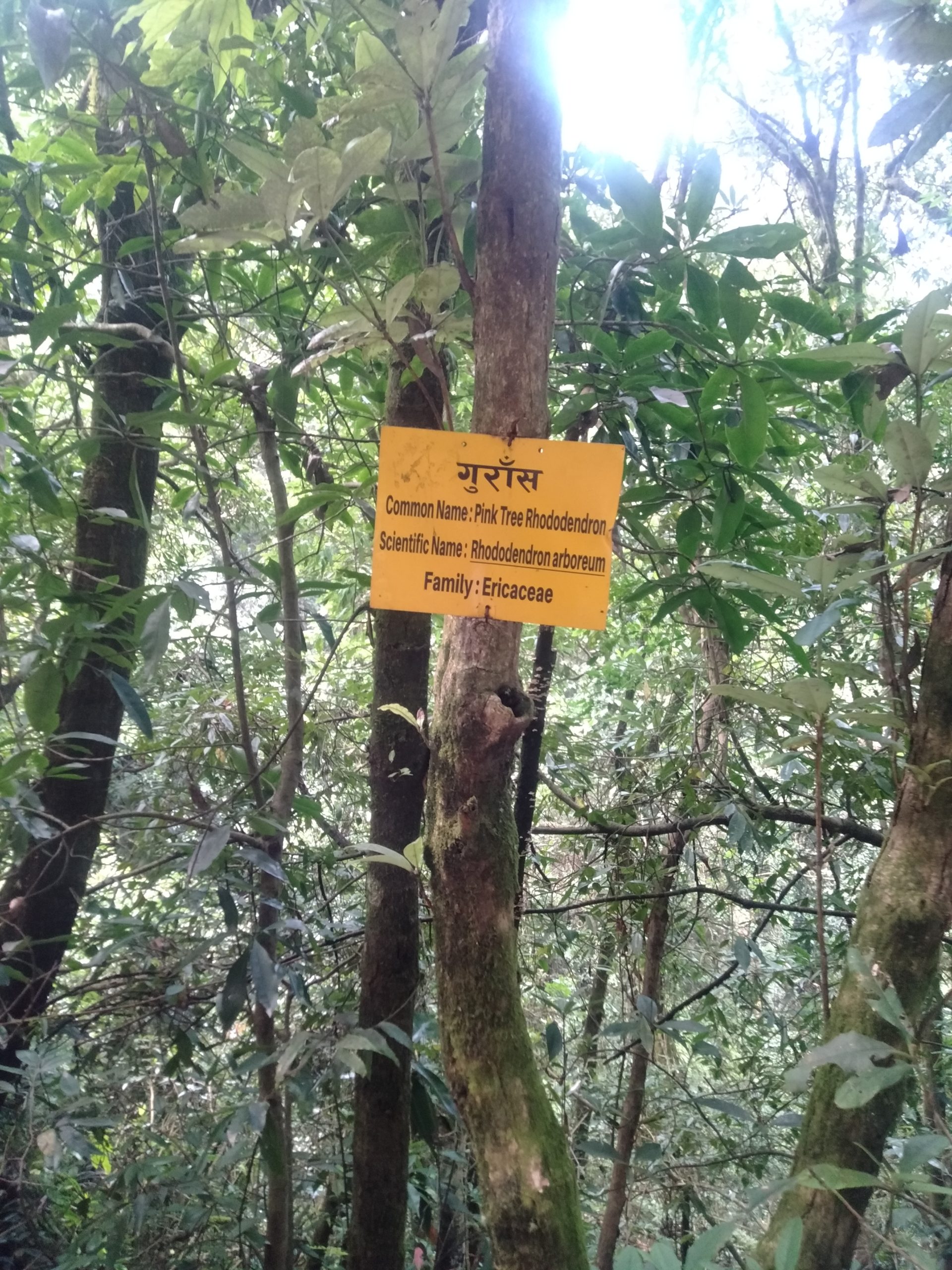 Shivapuri Tarevir: A Short Hike for Refreshment - Jhilke Hulaki